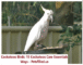 Cockatoo Care Guide: 15 Essential Tips for a Happy and Healthy ...