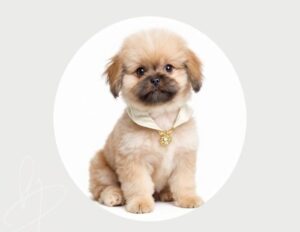 150 Most Fancy Dog Names for Your Aristocratic Pup - PetsFilled Us