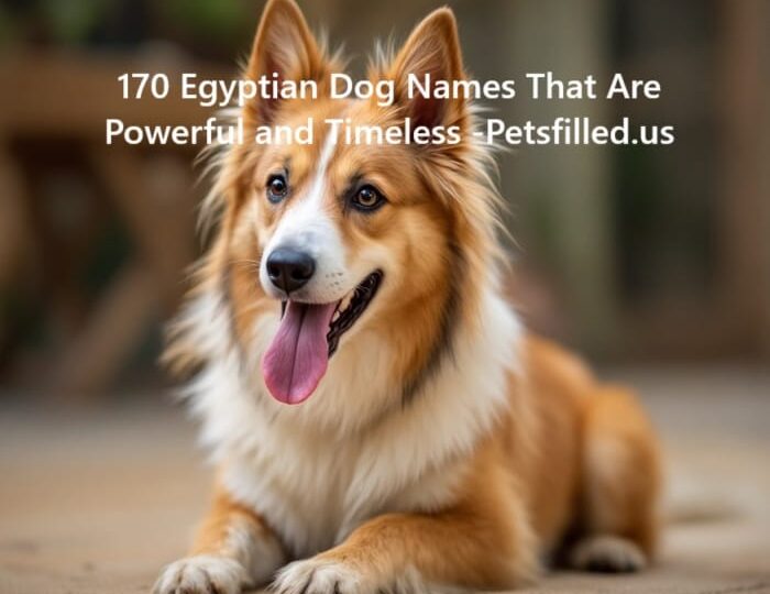 What is the Phylum of a Dog? The #1 Complete Scientific Breakdown ...