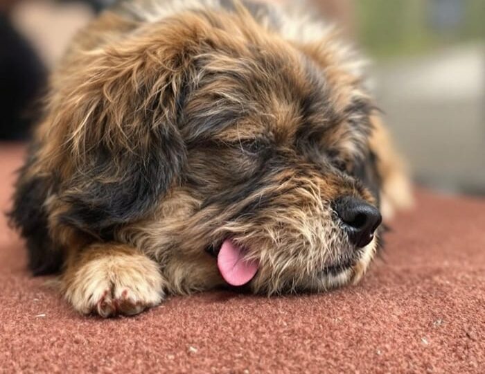 190 Small Dog Names That Are Cute, Unique, and Full of Personality ...
