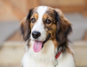200+ Human Names for Dogs That Are Unique and Timeless - PetsFilled Us