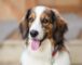200+ Human Names for Dogs That Are Unique and Timeless - PetsFilled Us