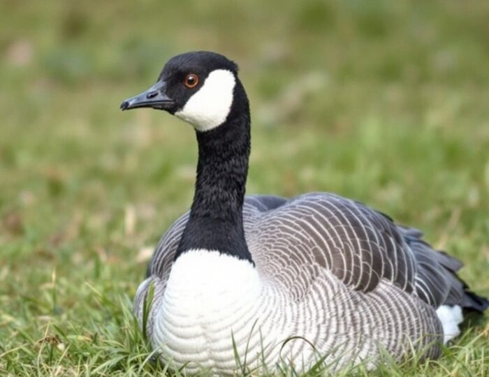 Barnacle Goose: 11 Fascinating Facts You Should Know - PetsFilled Us