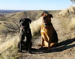 What is the Phylum of a Dog? The #1 Complete Scientific Breakdown ...