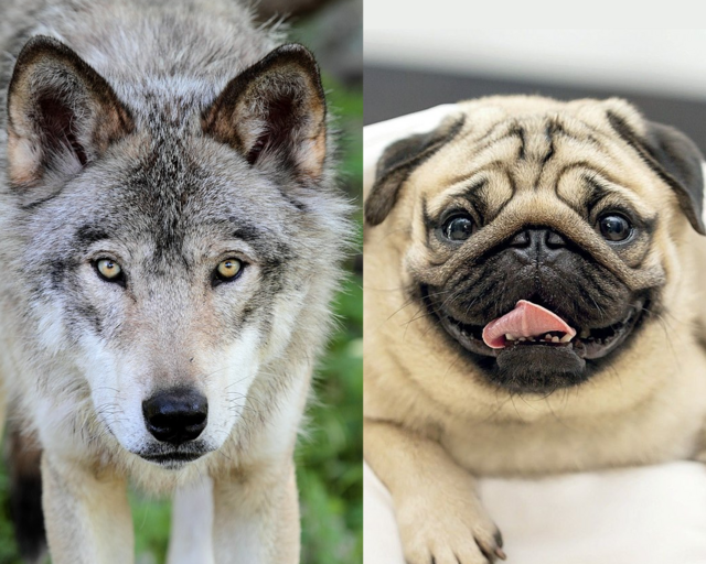 What is the Phylum of a Dog? The #1 Complete Scientific Breakdown ...