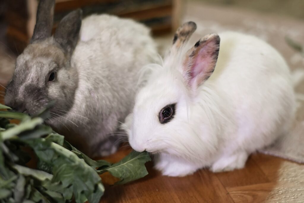 Lionhead Rabbits: 5 Complete Care Guide & Breed Facts - PetsFilled Us
